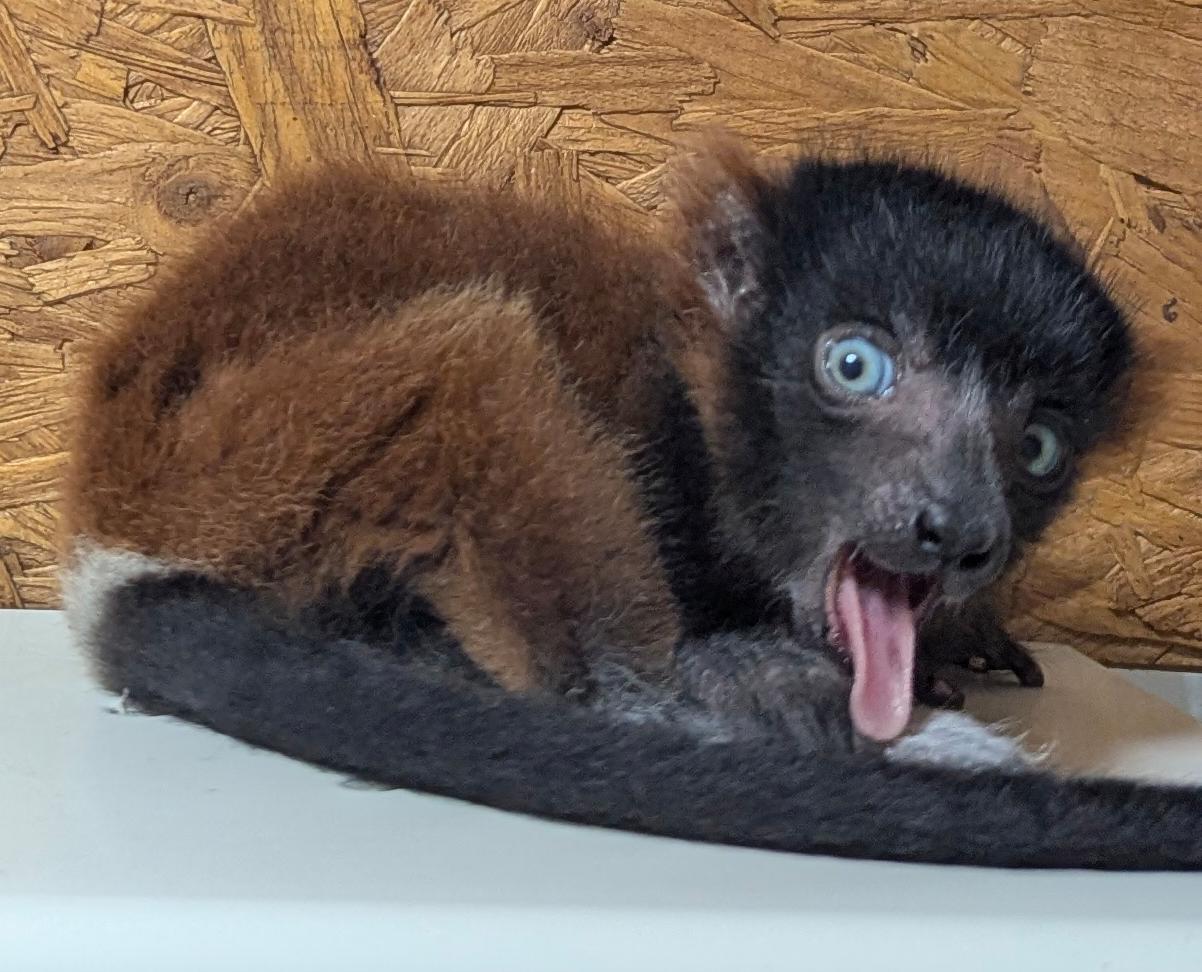 Devon Conservation Charity Defies Odds with Rare Lemur Quadruplets ...